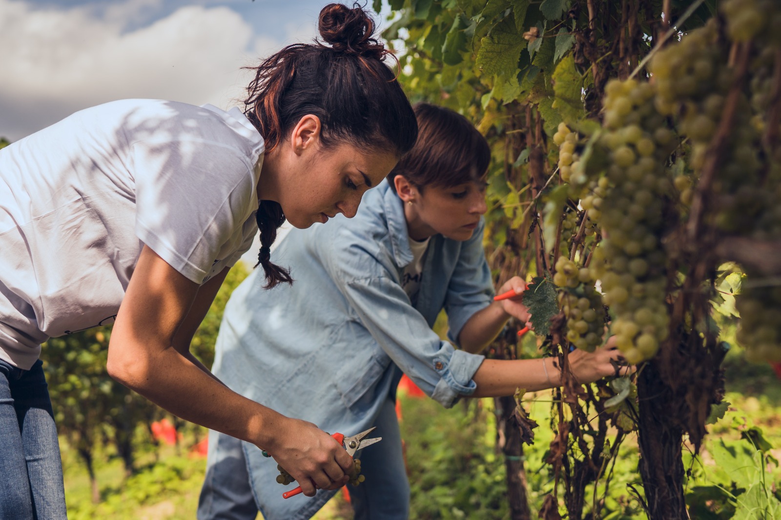 Agricola Brandini | Wine Hunter